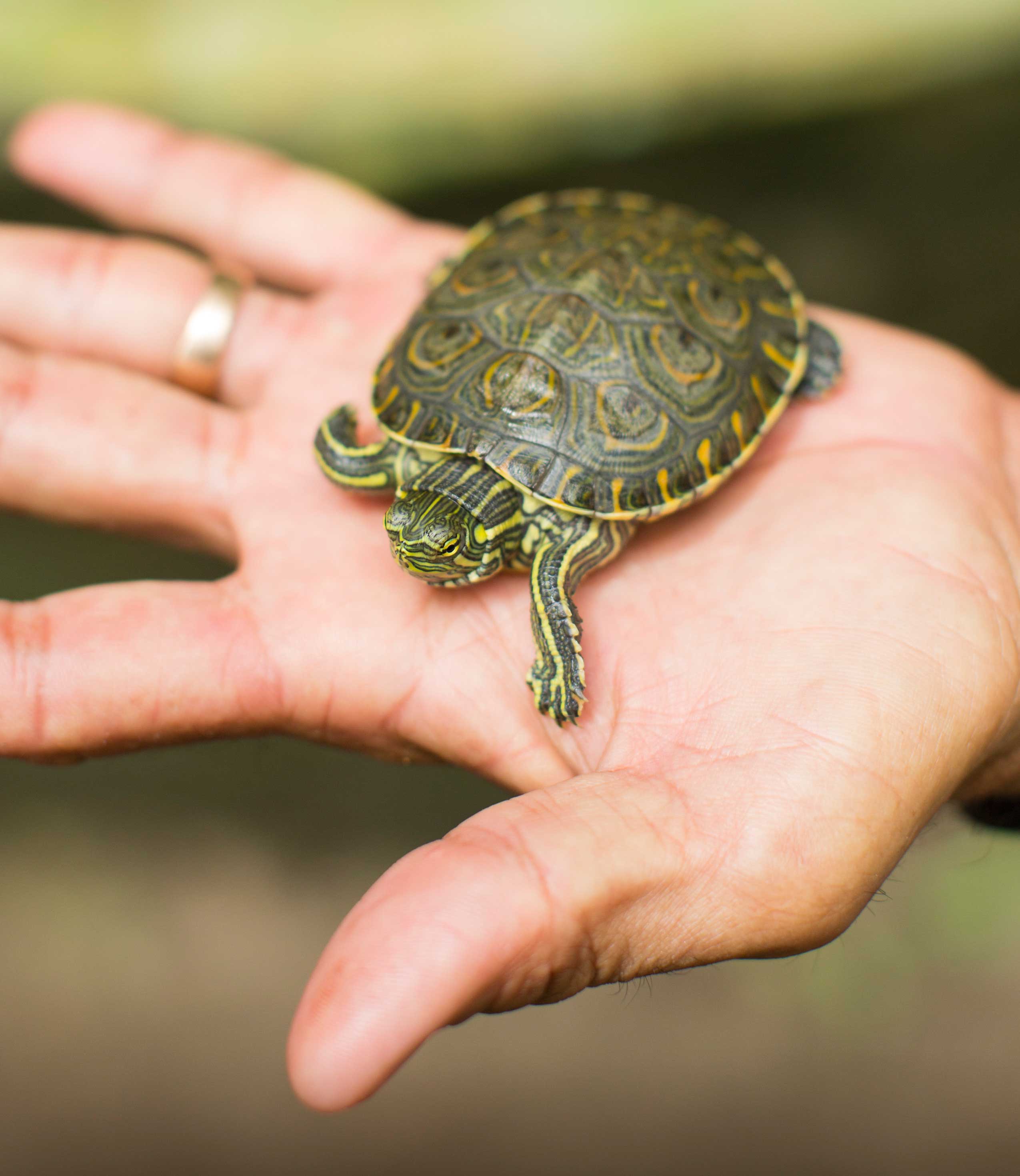 The Wildlife Refuge Guatuzos - Río San Juan